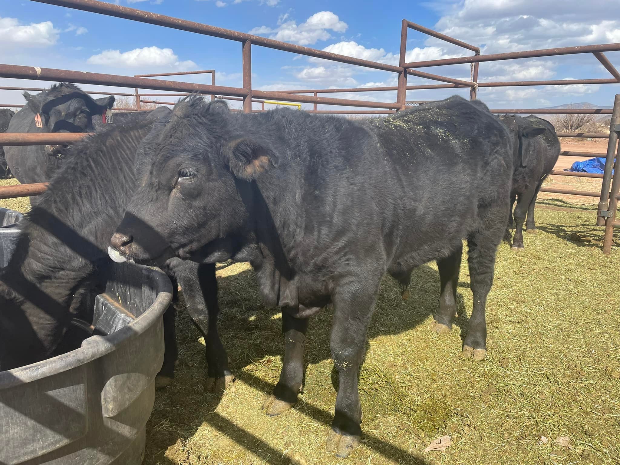 M+C Cattle Company | A & M Meat Processing LLC