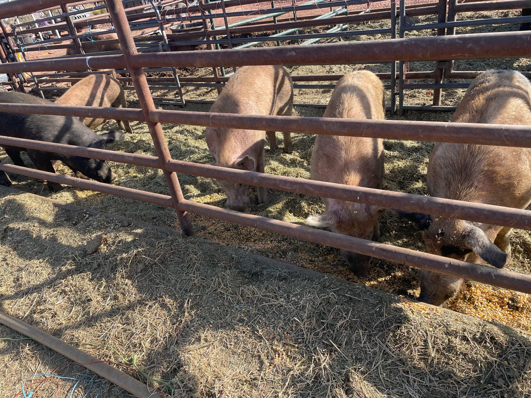 M+C Cattle Company | A & M Meat Processing LLC